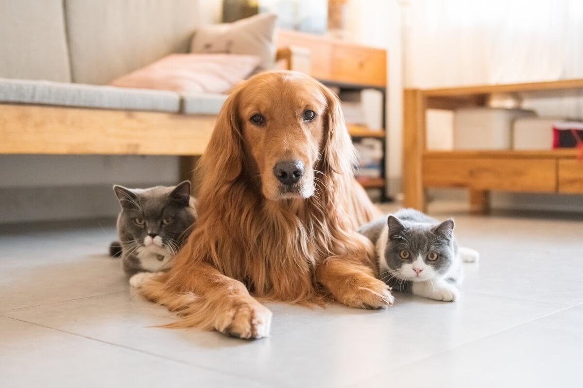 Pet Liability Insurance for Renters | Apartments.com