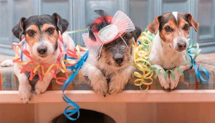 How to Have a Dog Party When You Don't Have a Back Yard | Renterverse