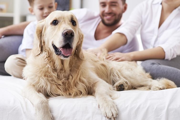 Pet Deposits: What You Need to Know | Renterverse
