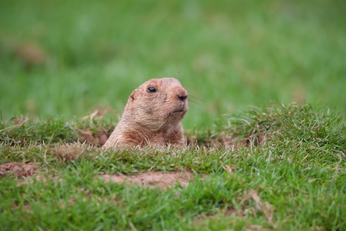 Happy Groundhog Day: 5 Mistakes Renters Wouldn’t Relive