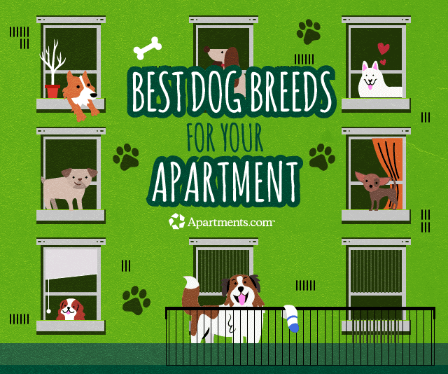 Best Dogs for Apartments: Top Apartment-Friendly Breeds | Apartments.com